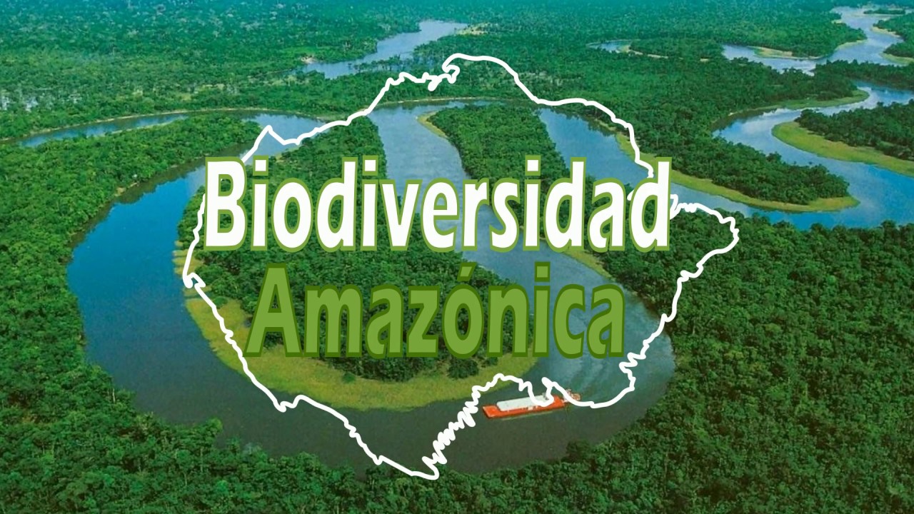 Biodiversidad - Amazonía - YouTube