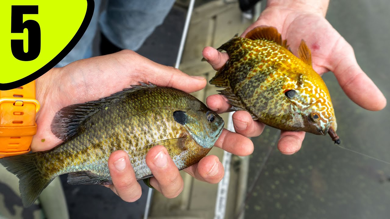 We Found A Big Bluegill Pattern! The Pursuit Of A 10 [EPISODE 5] - YouTube