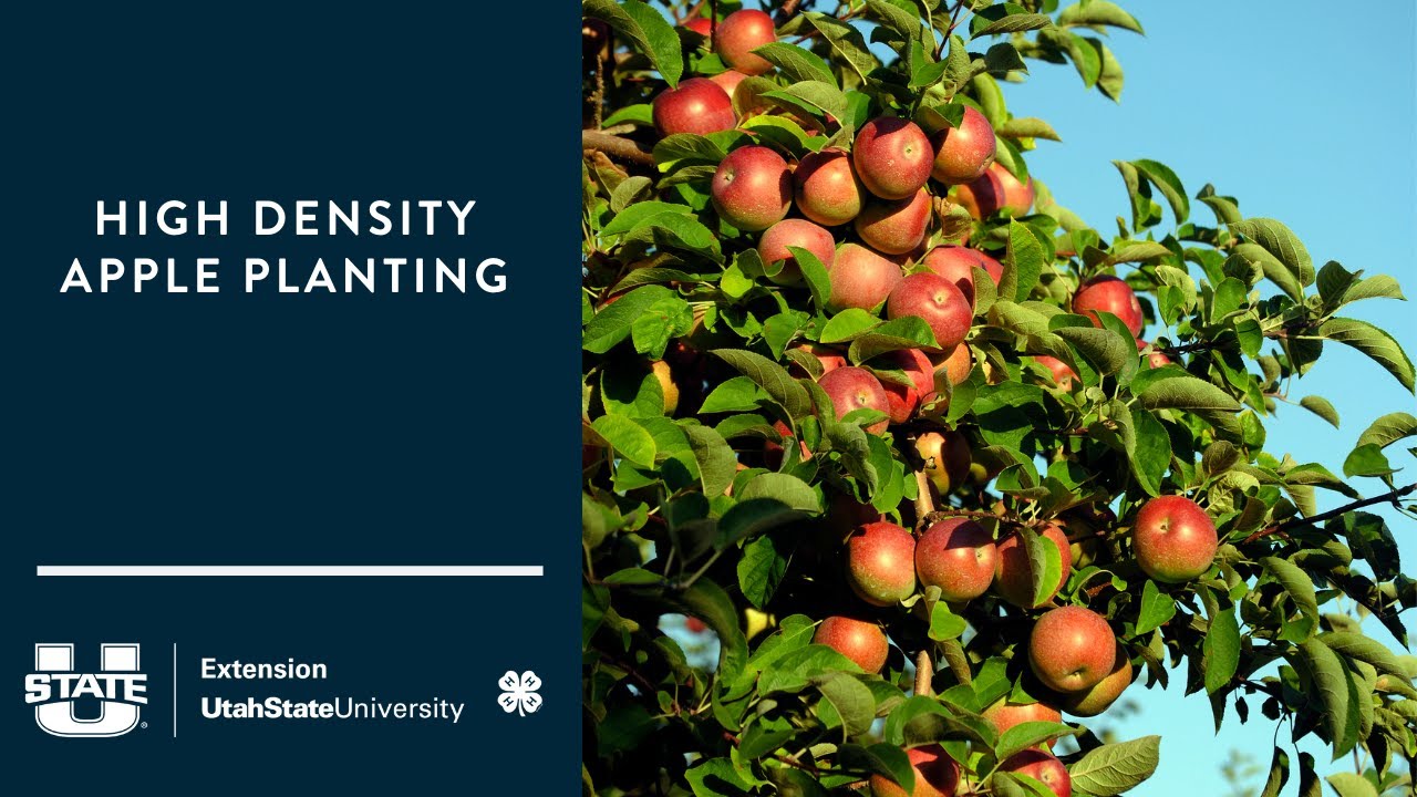 High Density Apple Planting - YouTube