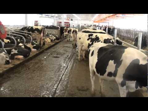 Ferme laitière Valremi de Saint-Cuthbert - YouTube