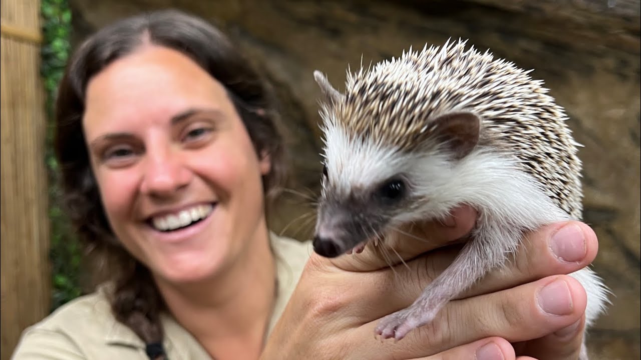 Hedgehog Won’t Stop Biting Me😂🥰 Good things He’s Cute!😍😂 - YouTube