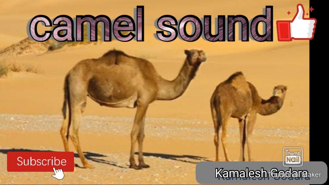 camel sounds //ऊंट की आवाज - YouTube