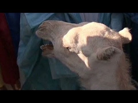 French president's camel eaten in Mali