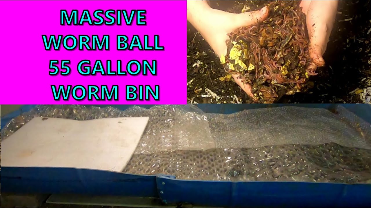 55 GALLON WORM BIN - MASSIVE WORM BALL - YouTube