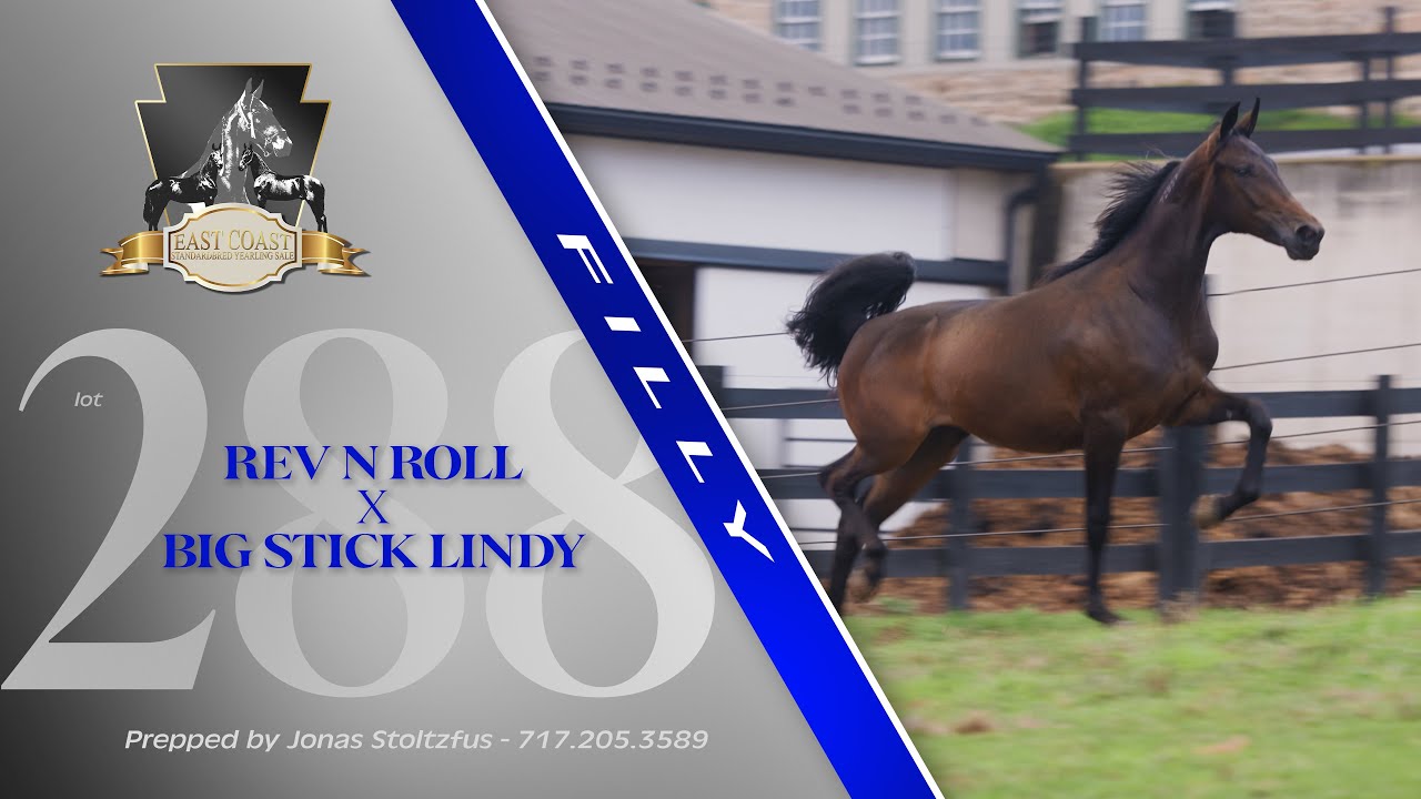 Lot# 288 @ECSYS ** Centennial Bella ** filly ( Rev N Roll- Big Stick ...