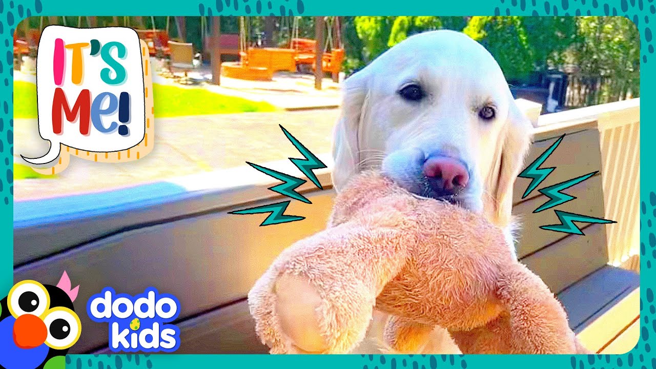 Help! This Golden Retriever's Teddy Bear Needs Emergency Sewing!! | Dodo Kids | It's Me! - YouTube