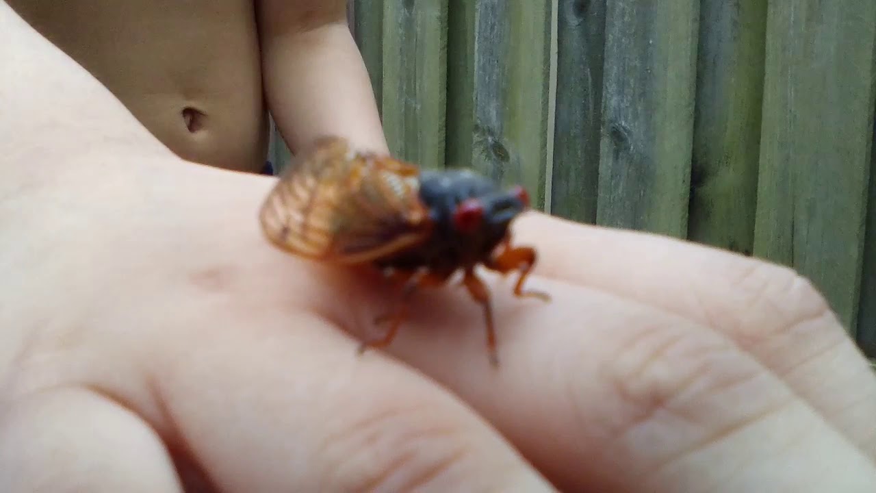 Real life secata on my hand - YouTube