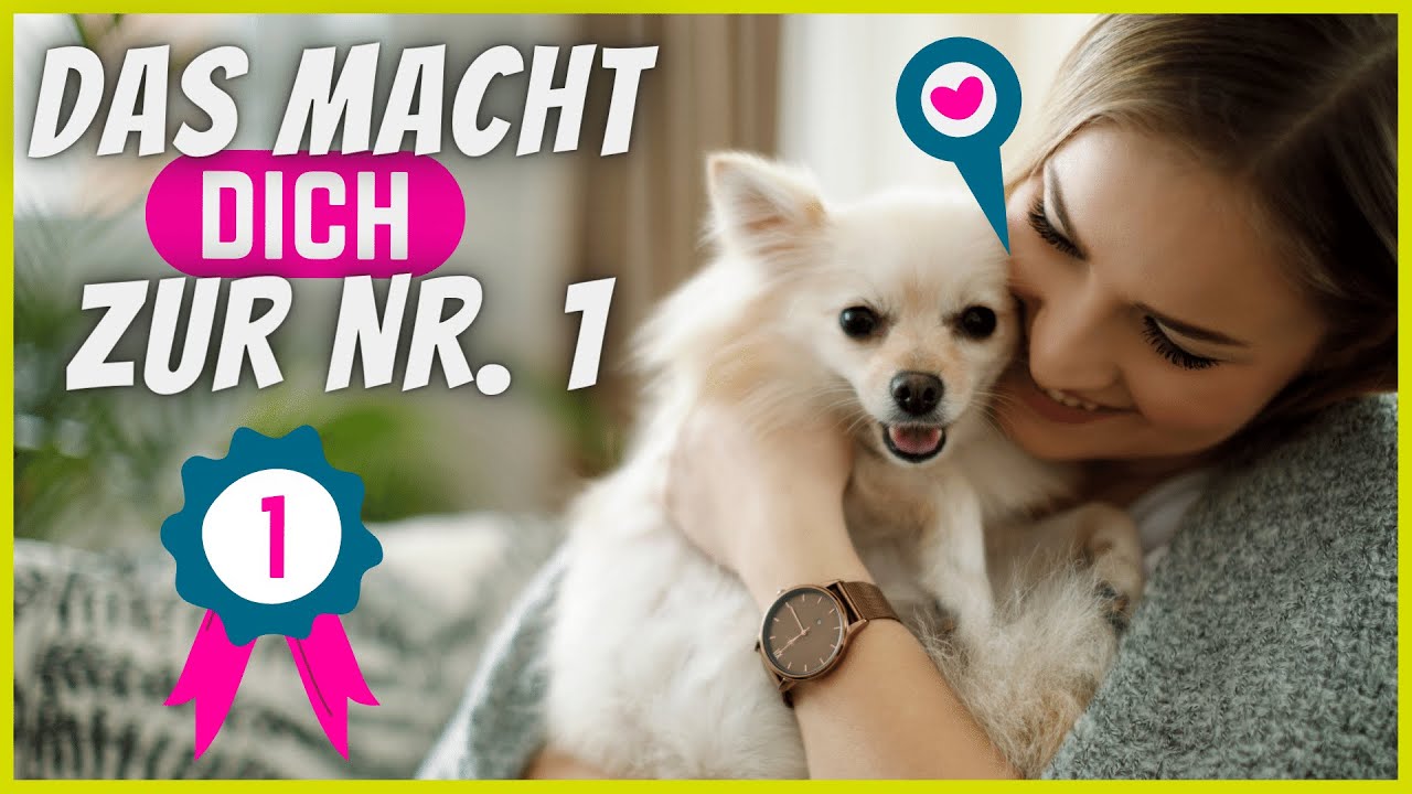 DESHALB bist DU die Nummer 1 für deinen Hund - YouTube