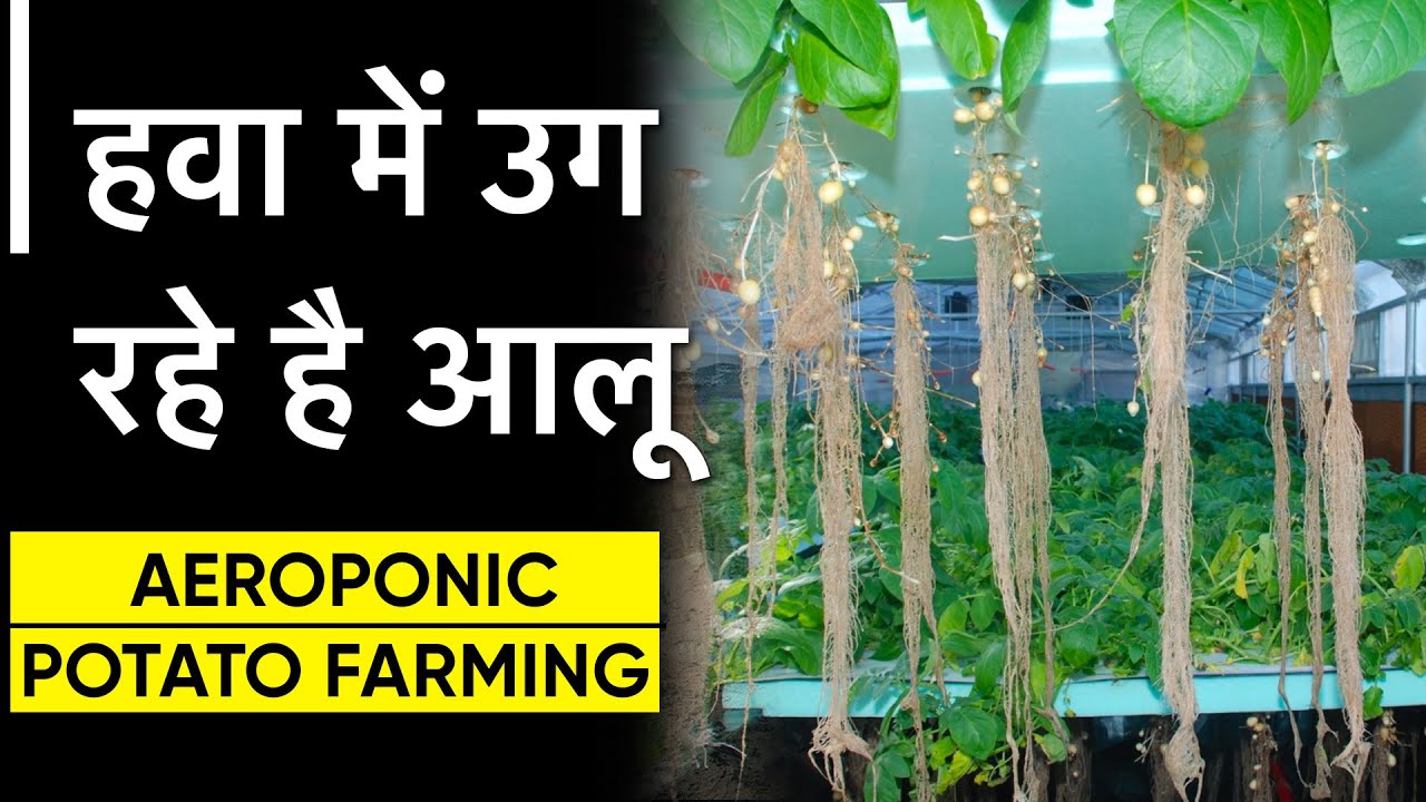हरियाणा के किसान कर रहे है हवा में खेती | Aeroponic Potato Farming ...