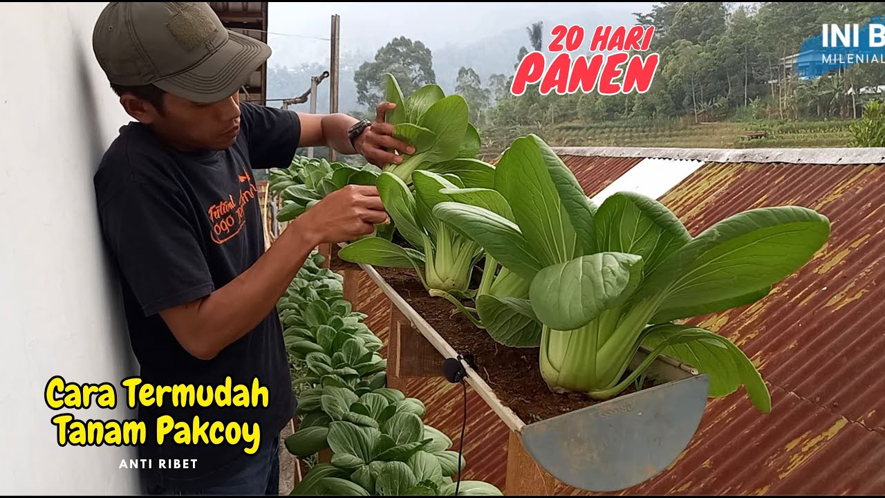 cara tanam pakcoy di halaman rumah dari biji sampai panen | Hasilnya ...