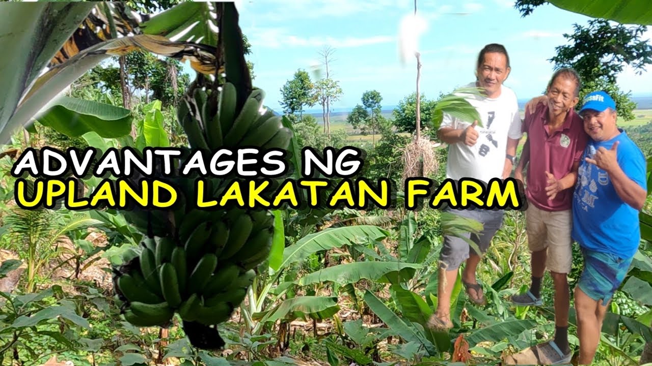 UPLAND LAKATAN FARM TOUR:Mga Advantage ng Upland Lakatan Farm - YouTube