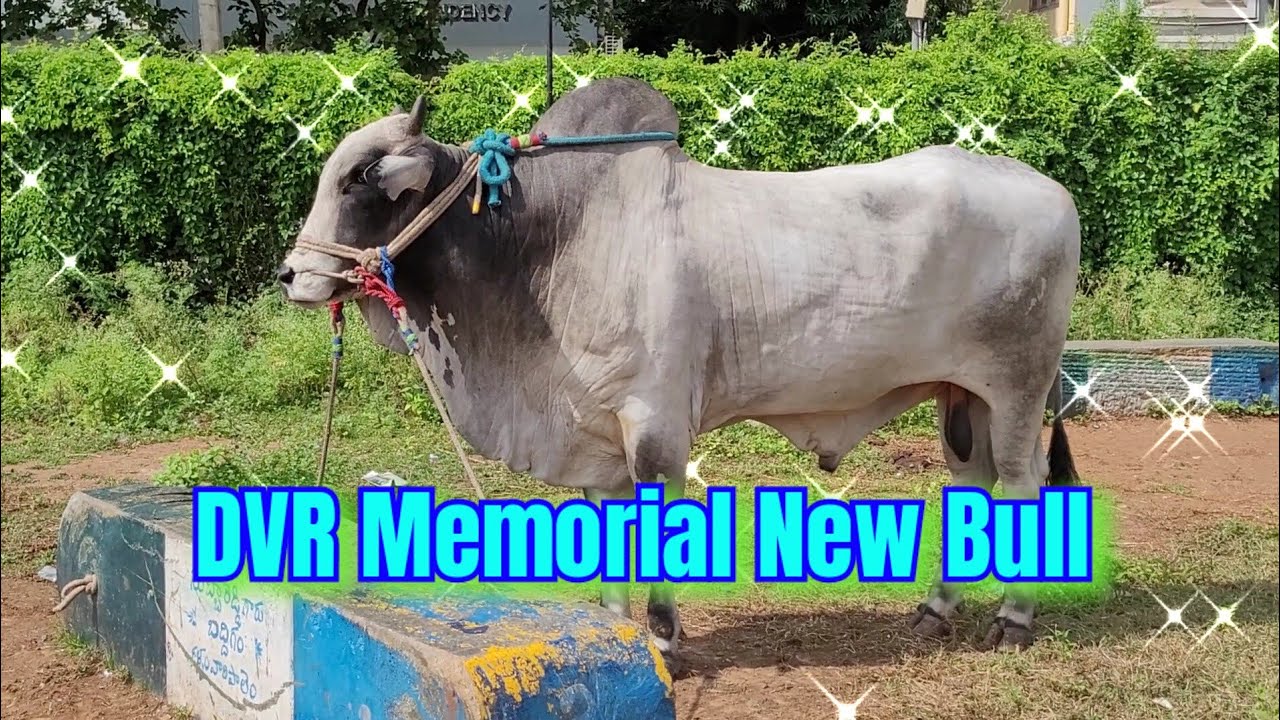 DVR Memorial new category bull kanuru, penamuluru mandalam Vijayawada ...