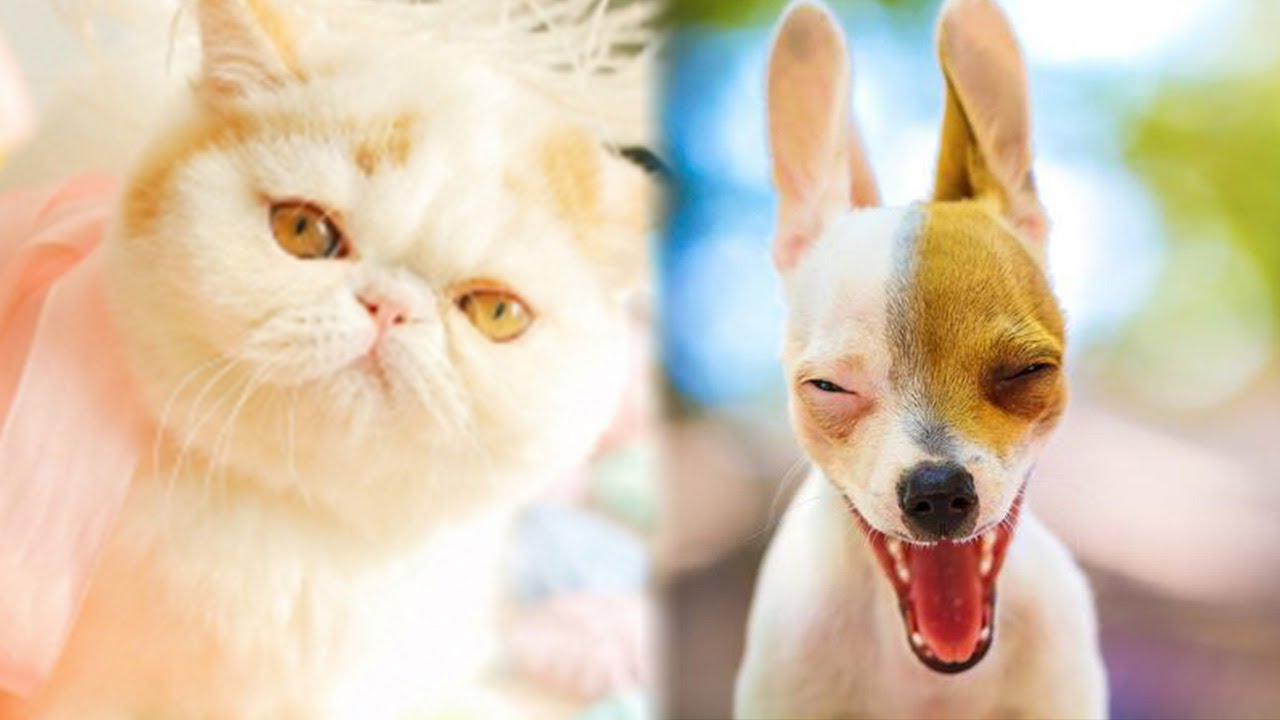 033 Funniest and cutest animals of the year!!! Funny and cute animal ...