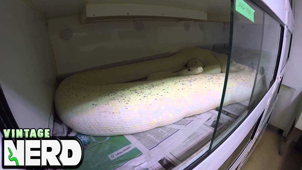 When a Snake Ovulates, what actually happens? The "lump".... - YouTube