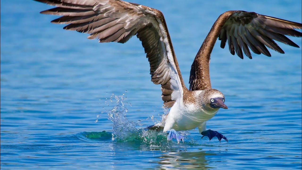 Interesting facts about Blue Footed Booby - YouTube