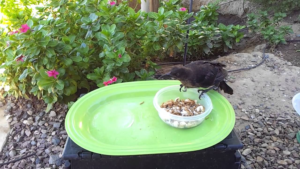 Grackle Eating and Talking - YouTube