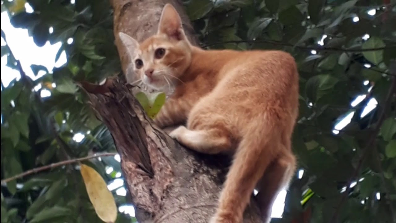 A cat is climbing down a tree!!!(must watch) - YouTube