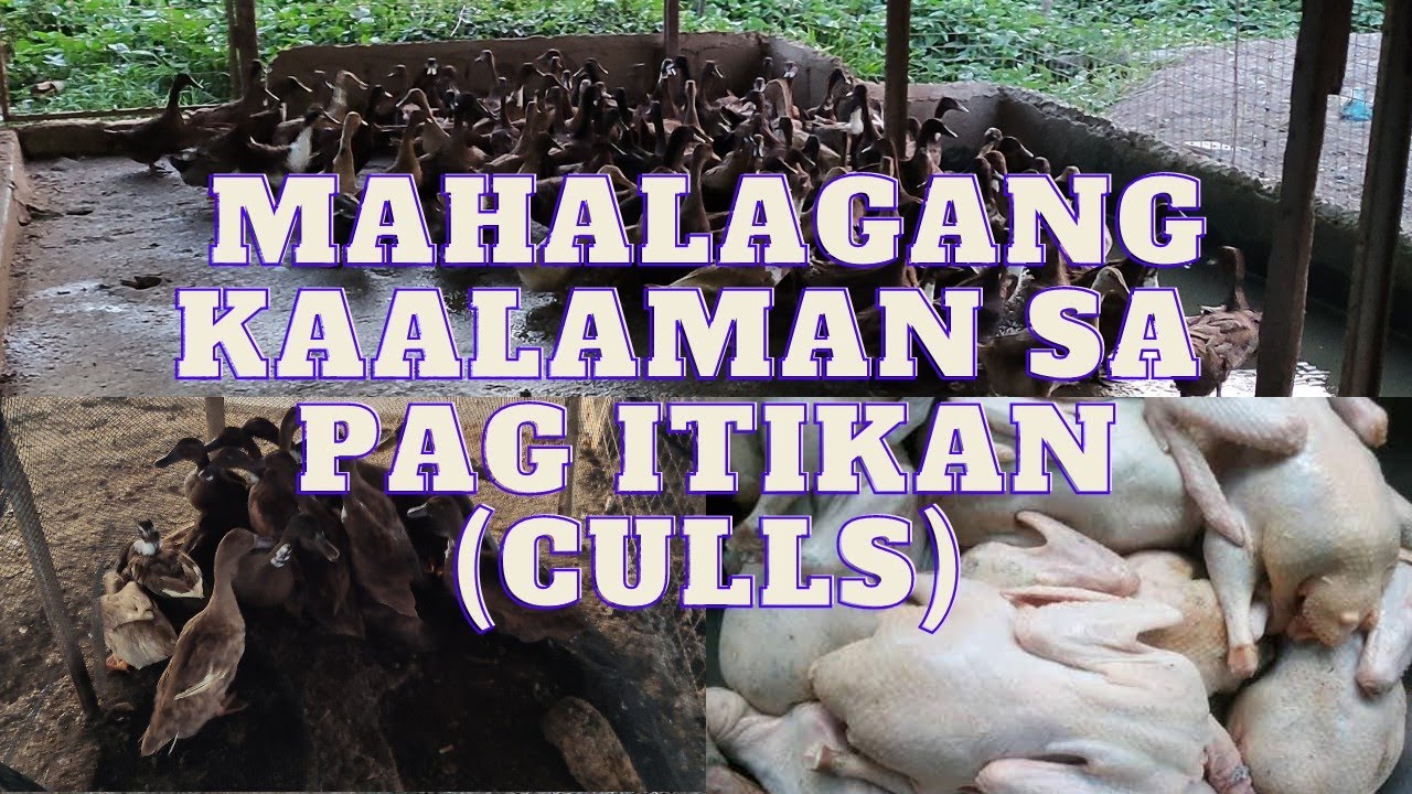 Duck Farming | Itikan 5 Dahilan kung bakit nagcuculls ng itik ...