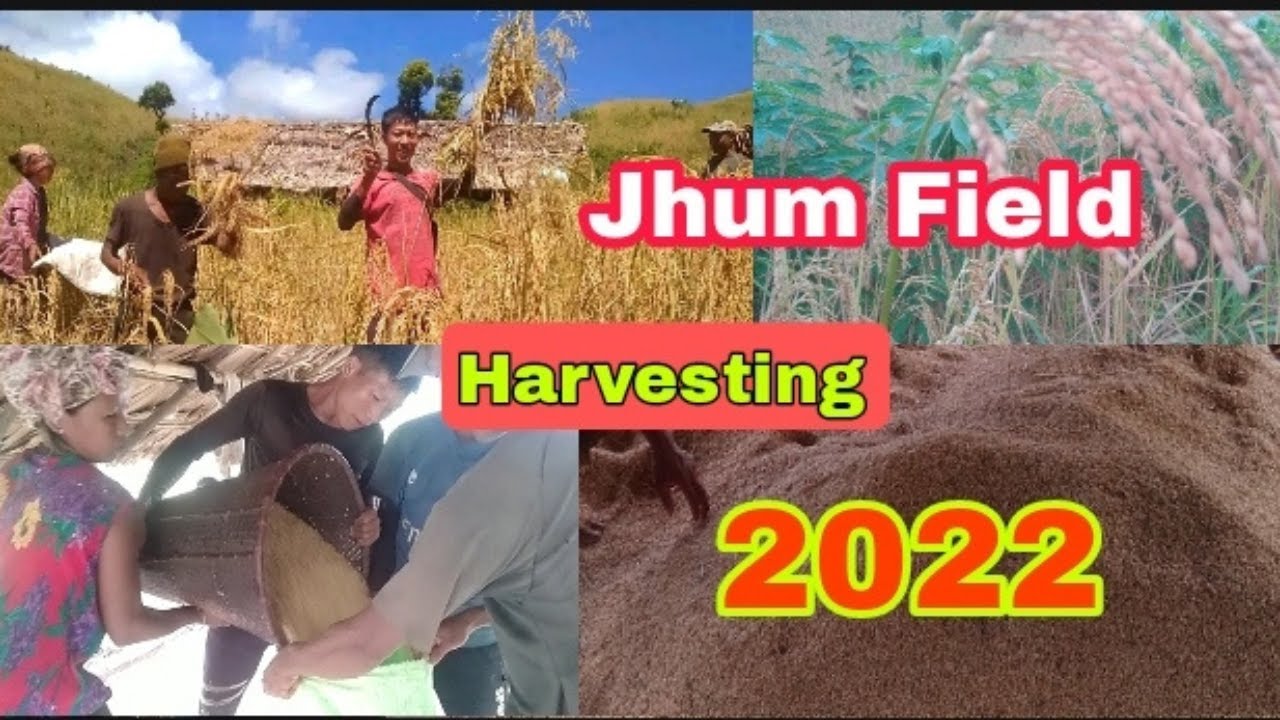Harvesting Jhum Field in Konyak Naga Village 2022 |Real Village Life ...