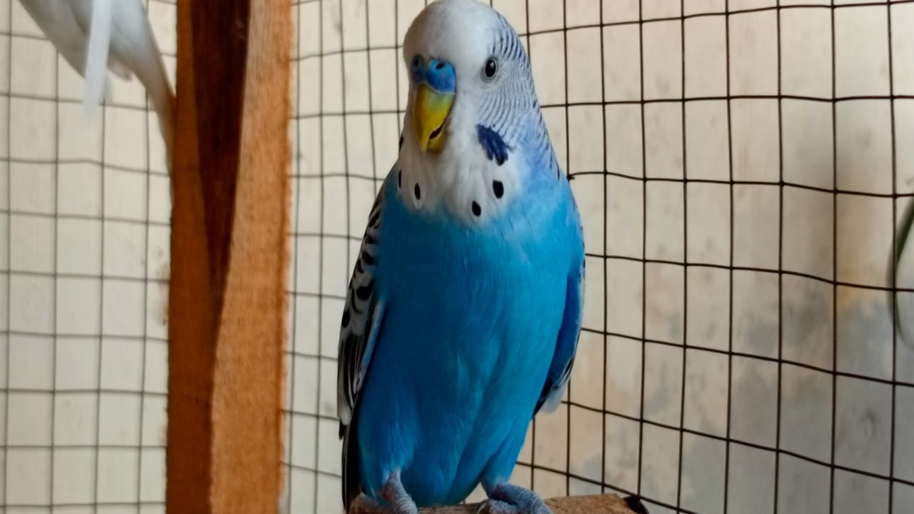 9 hours of budgie sounds to encourage your parrot to eat and sing ...