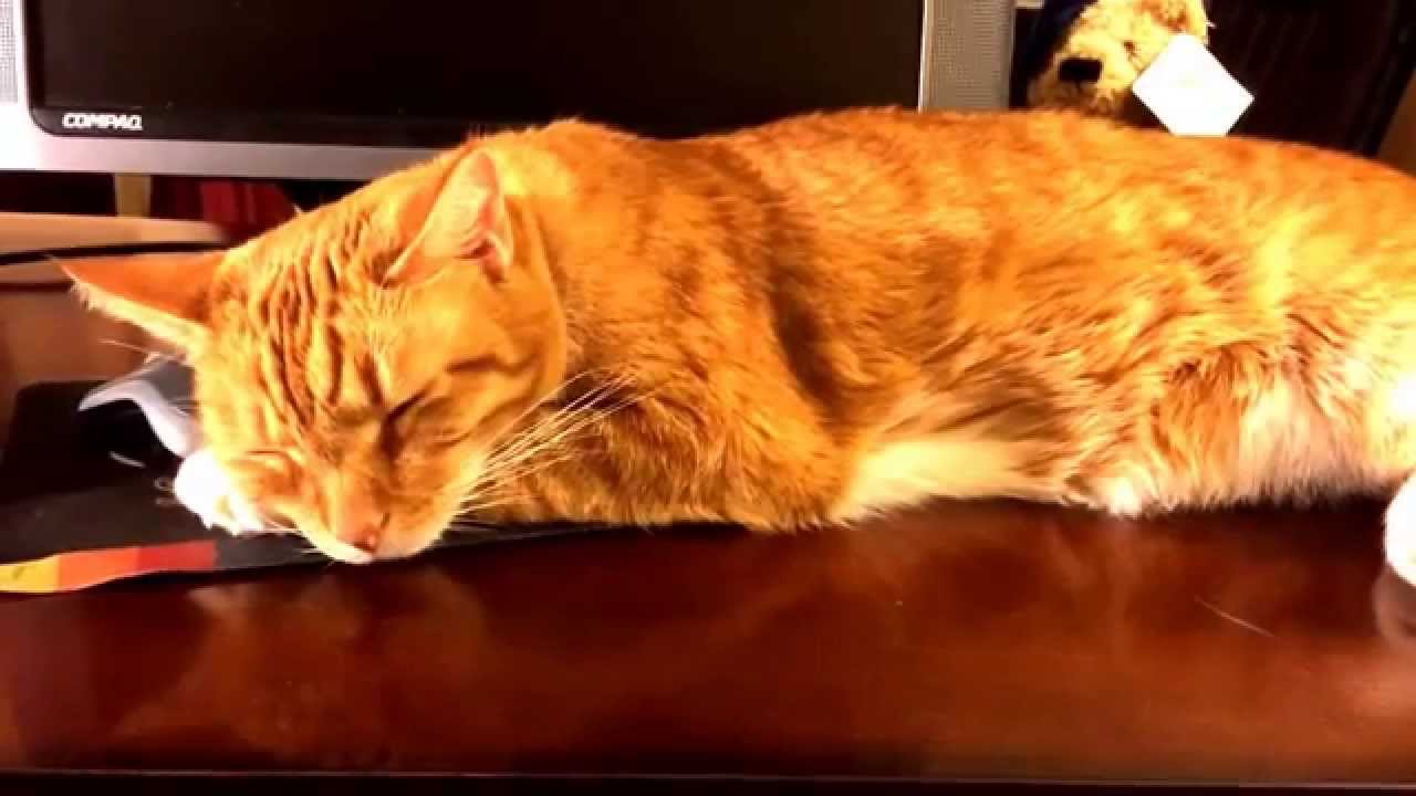 Jason the Cat sleeping - YouTube