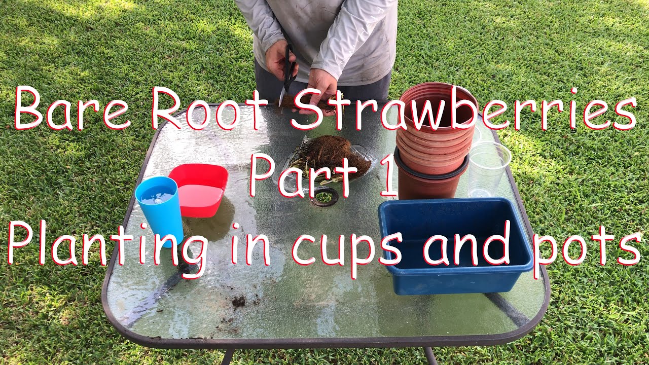 Grow Strawberries Part 1 Bare Root to Pots - YouTube
