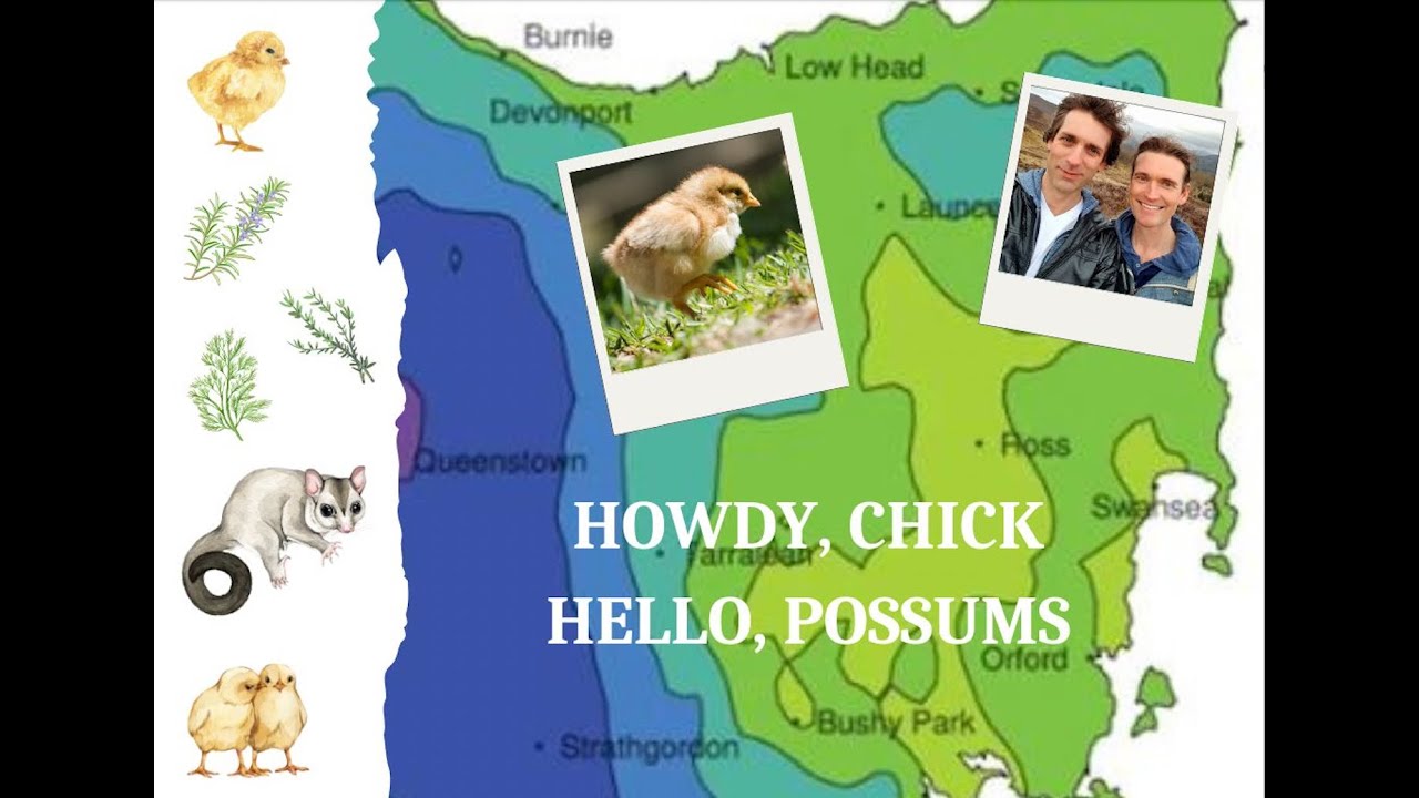 HOWDY, CHICK; HELLO, POSSUMS - YouTube