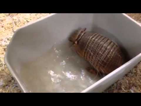 Armadillo taking a bath - YouTube
