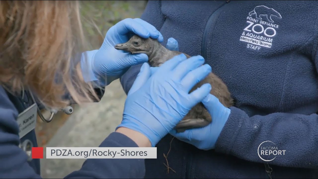 PDZA Penguin Chicks - Tacoma Report - June 28. 2024 - YouTube