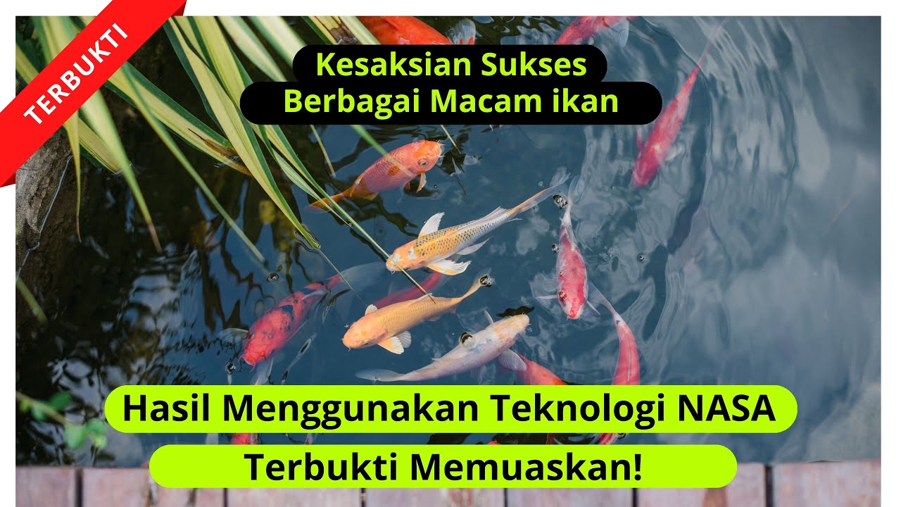 Kesaksian Sukses Teknologi NASA pada Berbagai Jenis Ikan di KJA ...