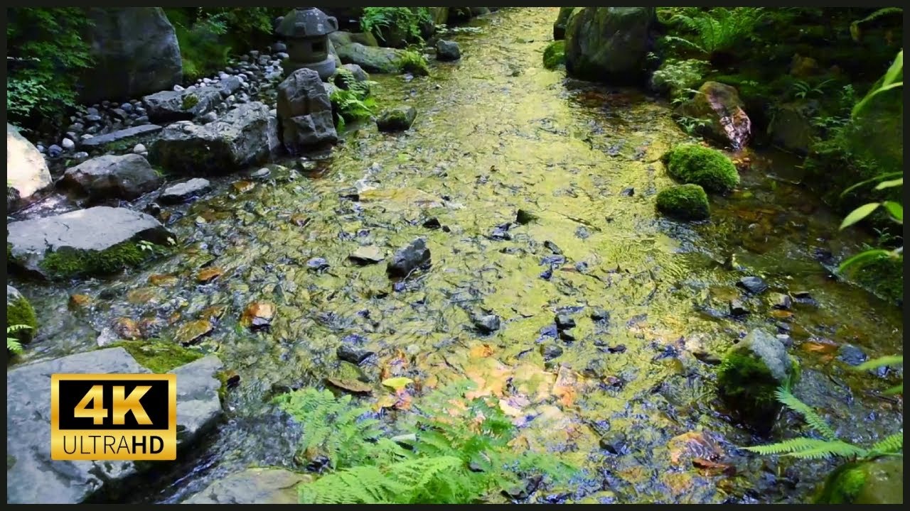 Relaxing Stream | Healing Water Sounds & Birds Singing for Sleep ...