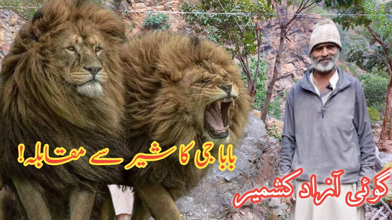 How does Babaji survive in the forest? goi Azad Kashmir Forset #goi # ...