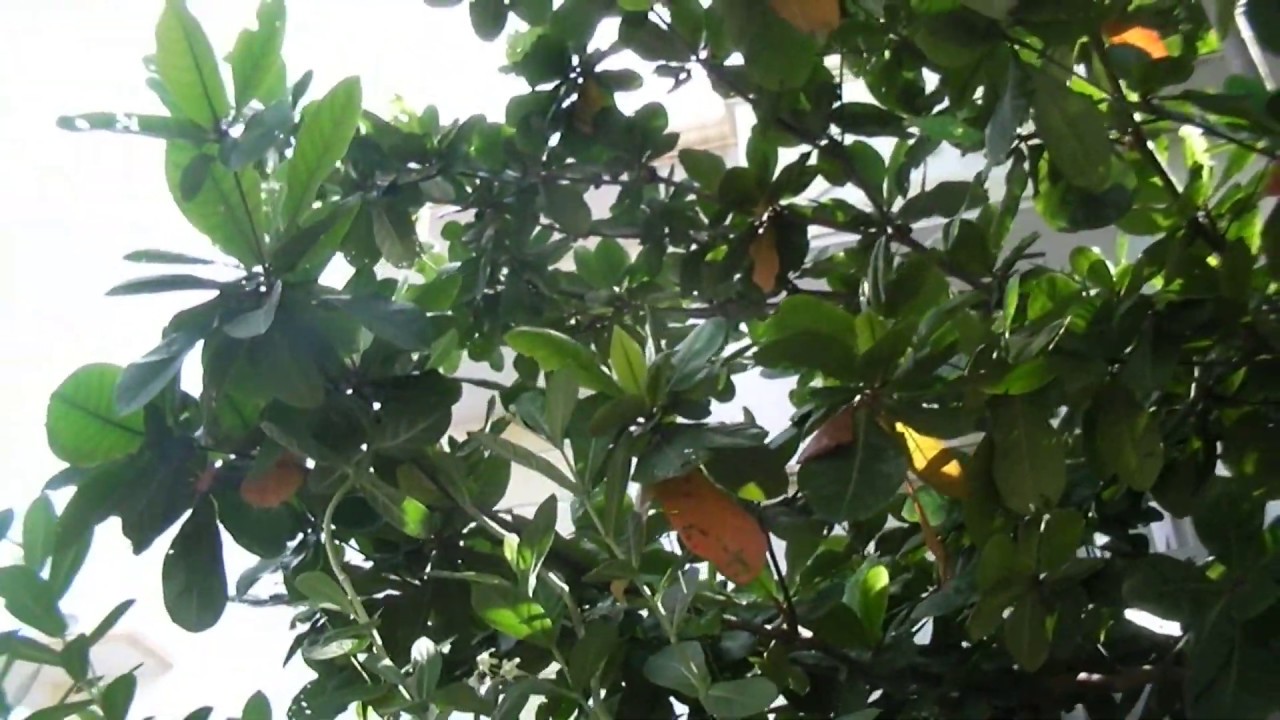 Badam tree | வாதுமை அல்லது பாதாம் மரம் - YouTube