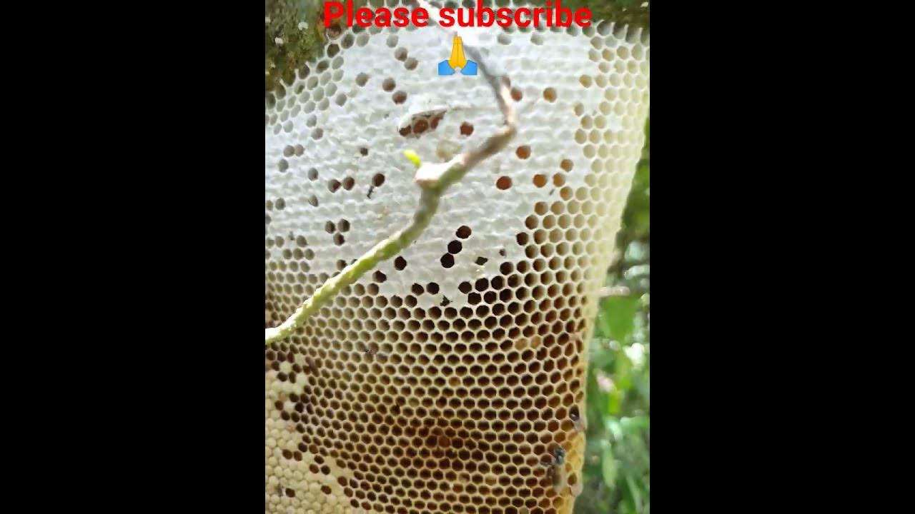 মৌমাছি মধু রেখে চলে গেছে চাক ছেড়ে Shorts Foryou Subscribe Viral Shortvideo Youtubeshorts