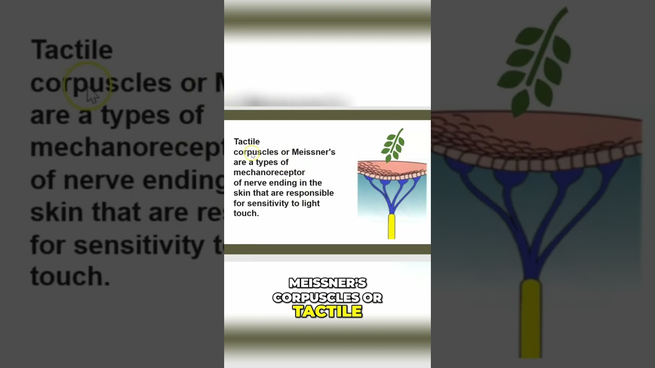 Tactile Corpuscles The Distribution Of Touch Receptors In The Skin