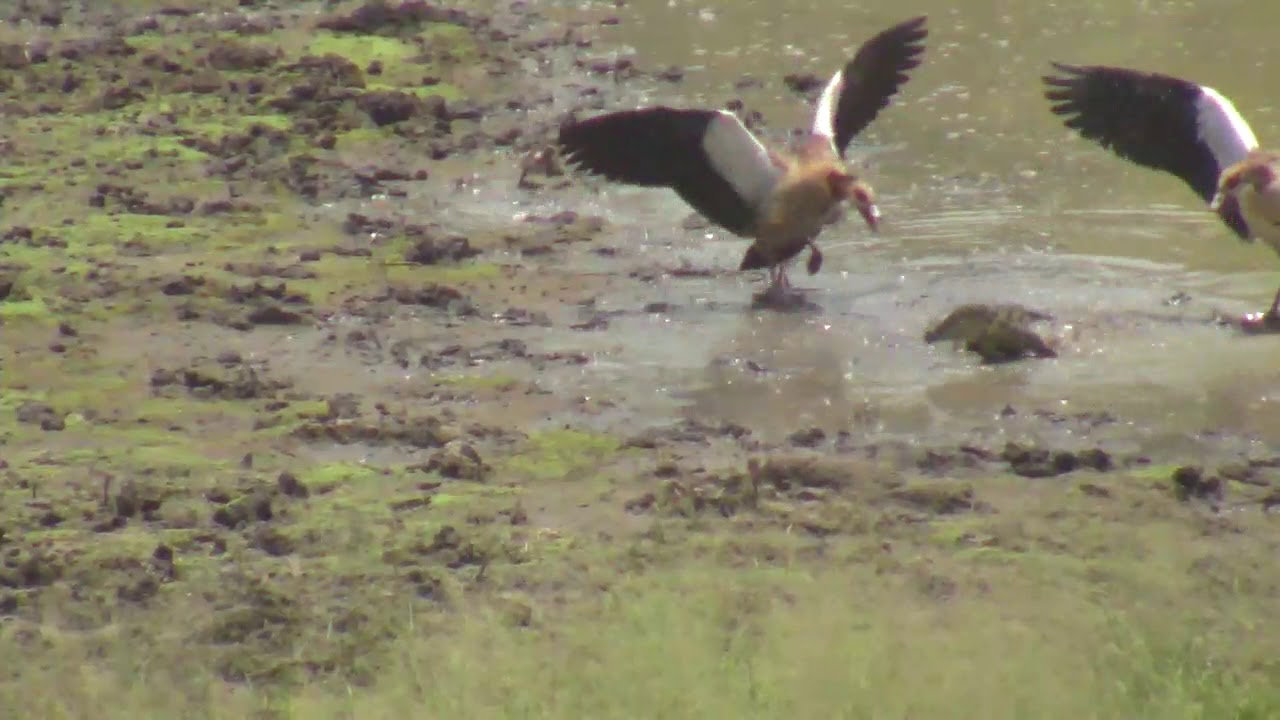 Djuma: Water Monitor Lizard gets too close to Egyptian Goose goslings ...