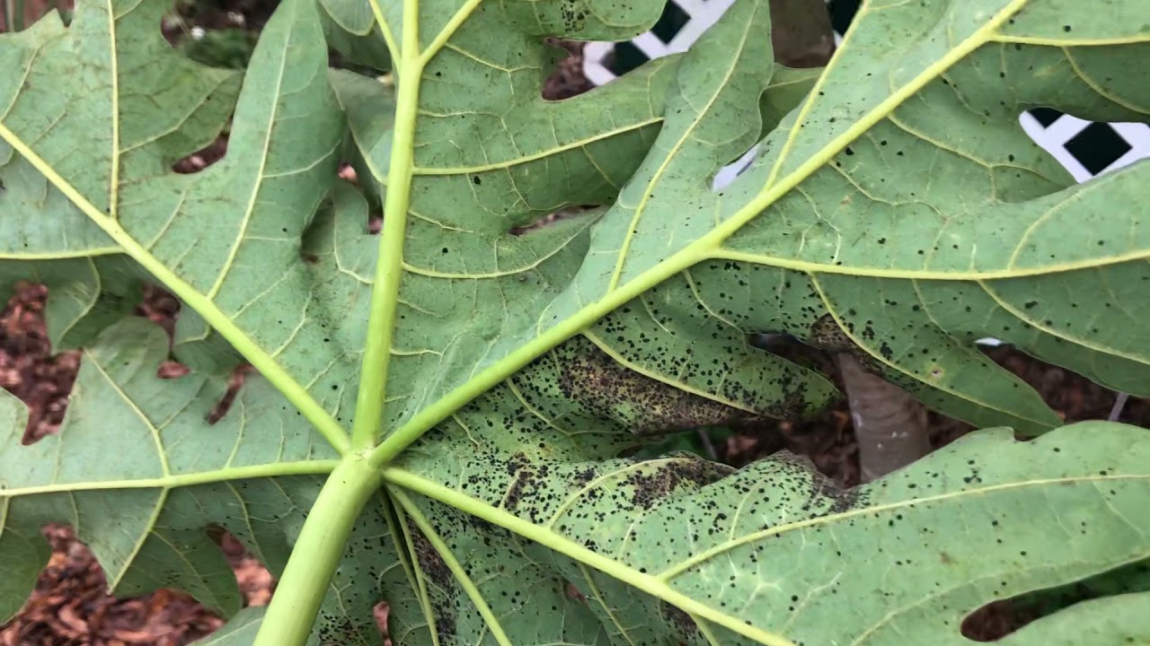 Effect of Cold Temperatures on Papaya - YouTube
