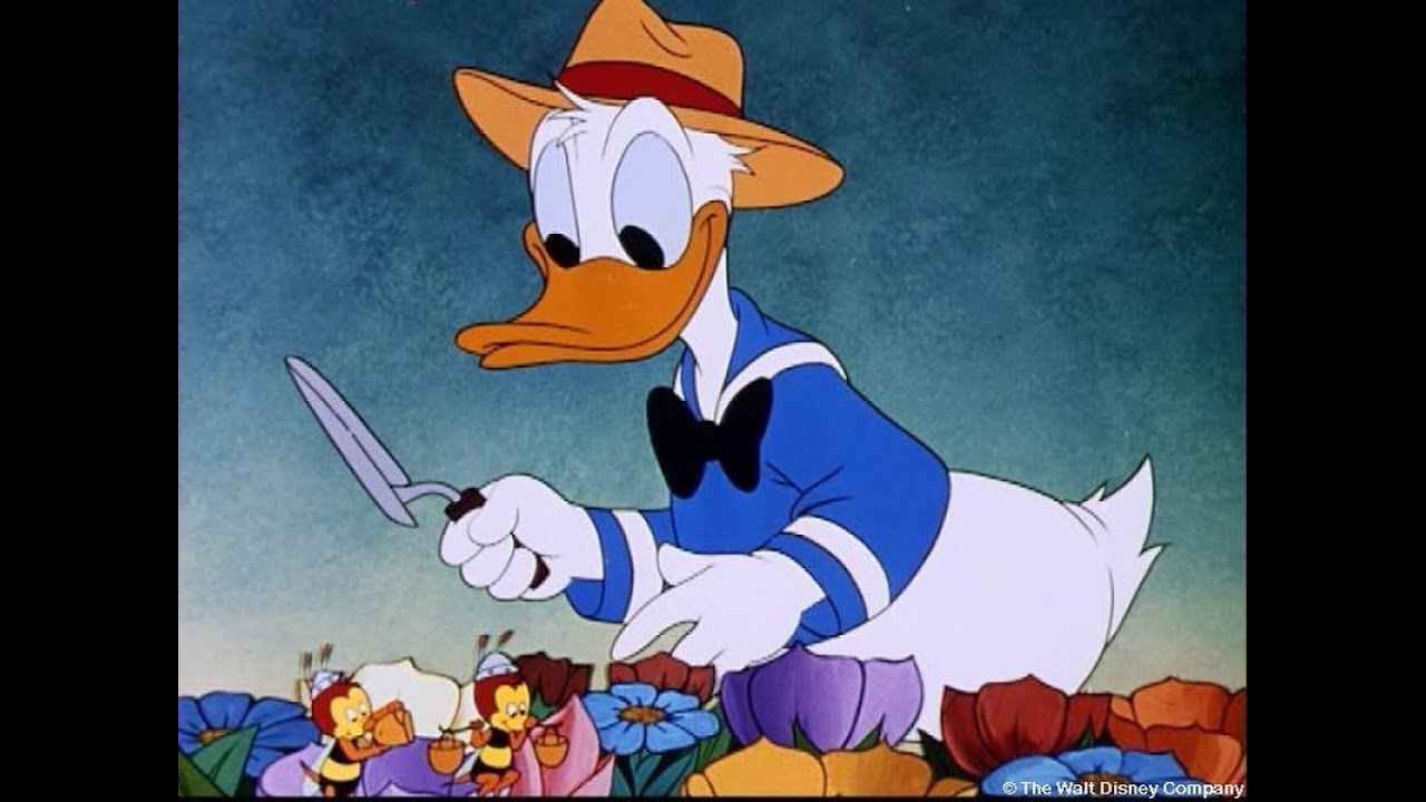 Over 1 hour of Donald Duck episodes - Donald Duck cartoons - YouTube