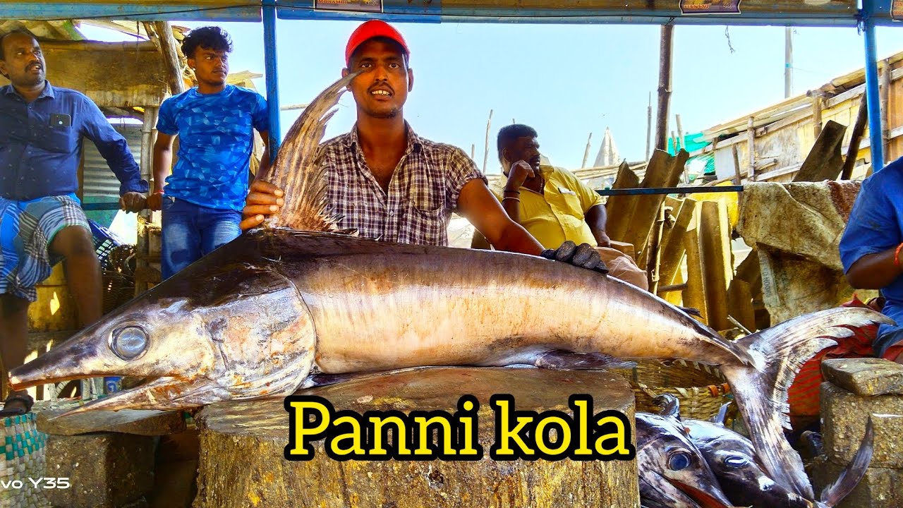 biggest panni kola fish cutting video/ very tasty and fresh fish ...