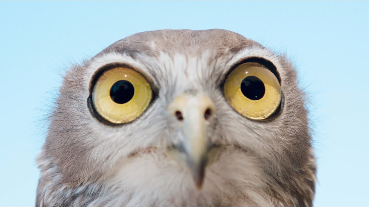 What makes a raptor a raptor? - YouTube