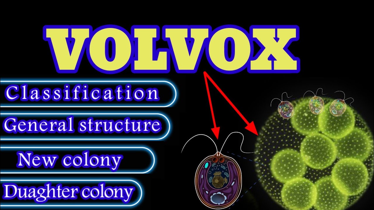 Volvox Structure And Function