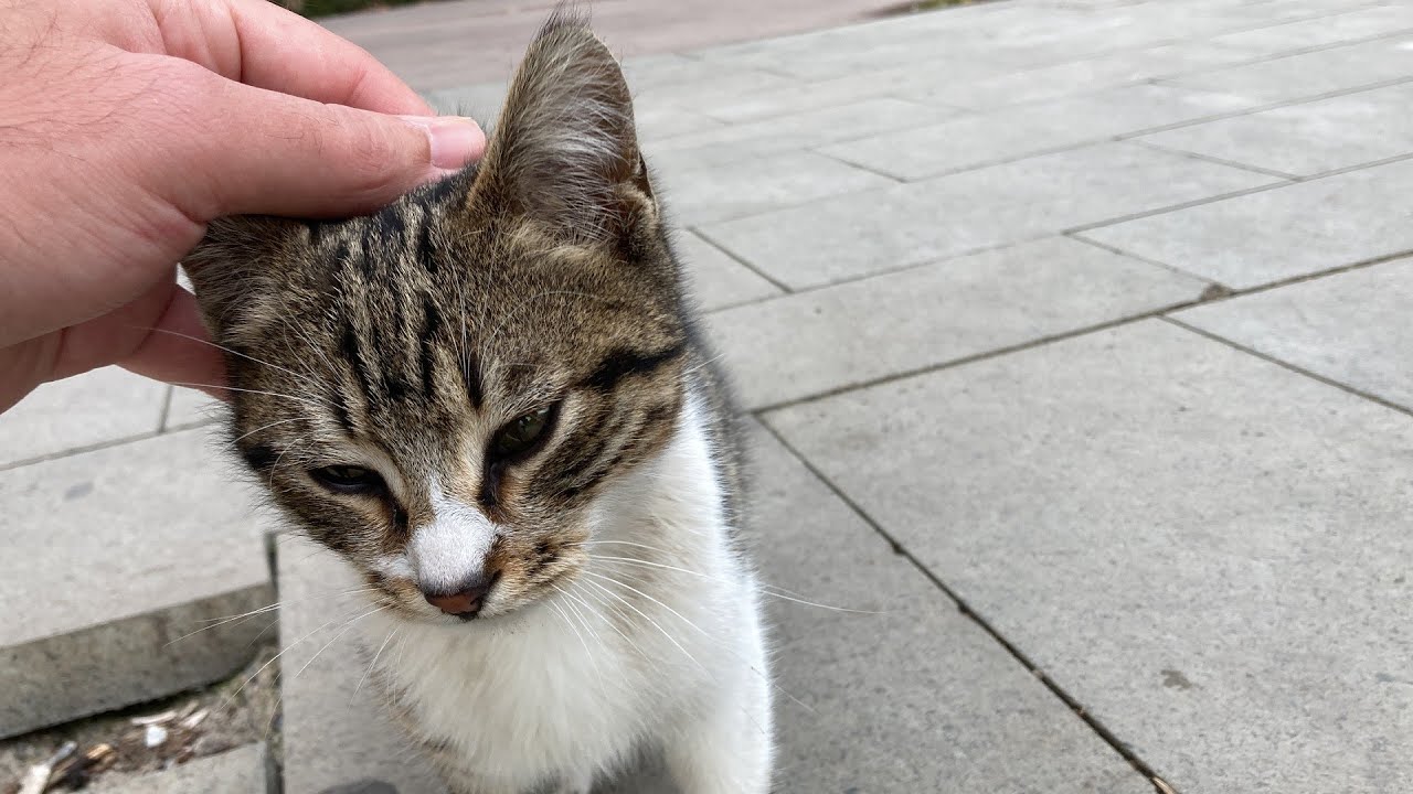 This kitten is so cute. He likes to play with me. :)) - YouTube