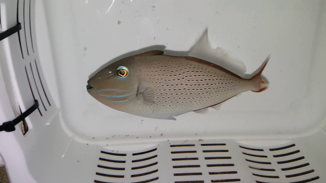 Sargassum Trigger $189 - Caribbean - YouTube
