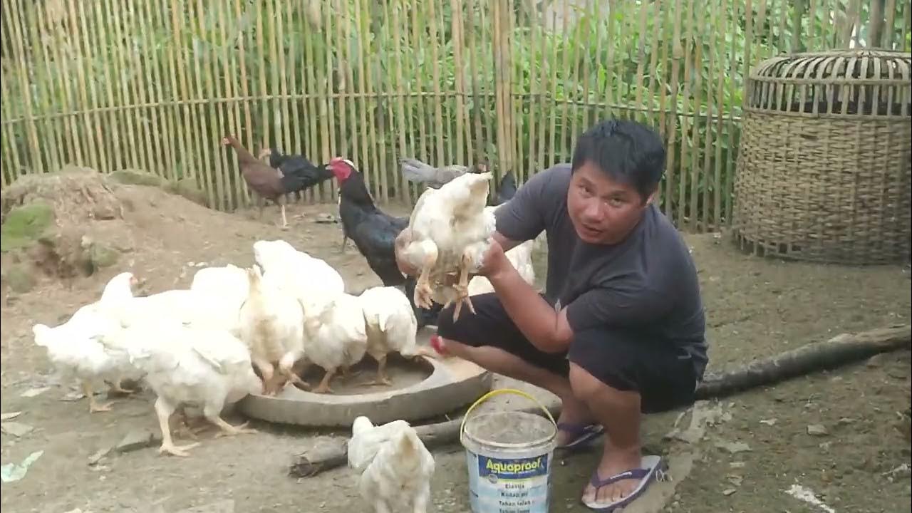 Perkawinan Silang Ayam Kampung Dengan Ayam Boiler Ayam Potong Youtube