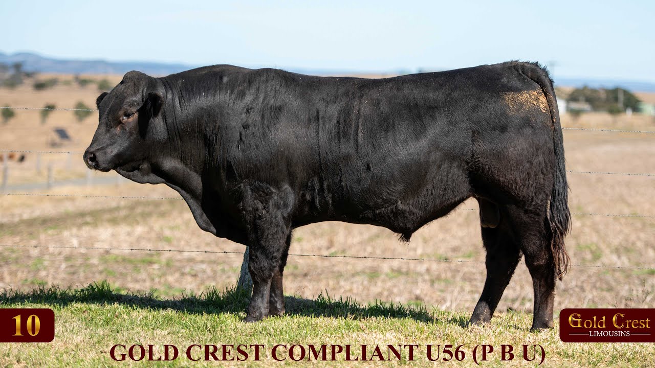 Lot 10 - GOLD CREST COMPLIANT U56 (P B U) - YouTube