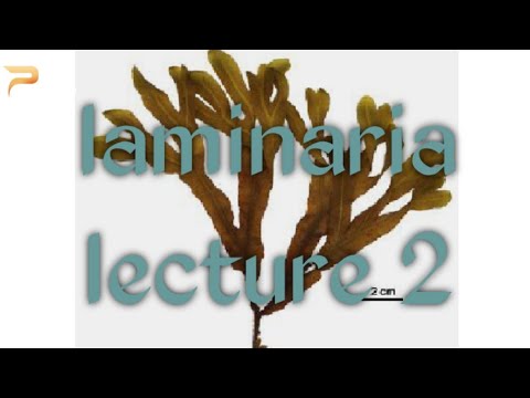 Reproduction in laminaria for class BSc BS - YouTube