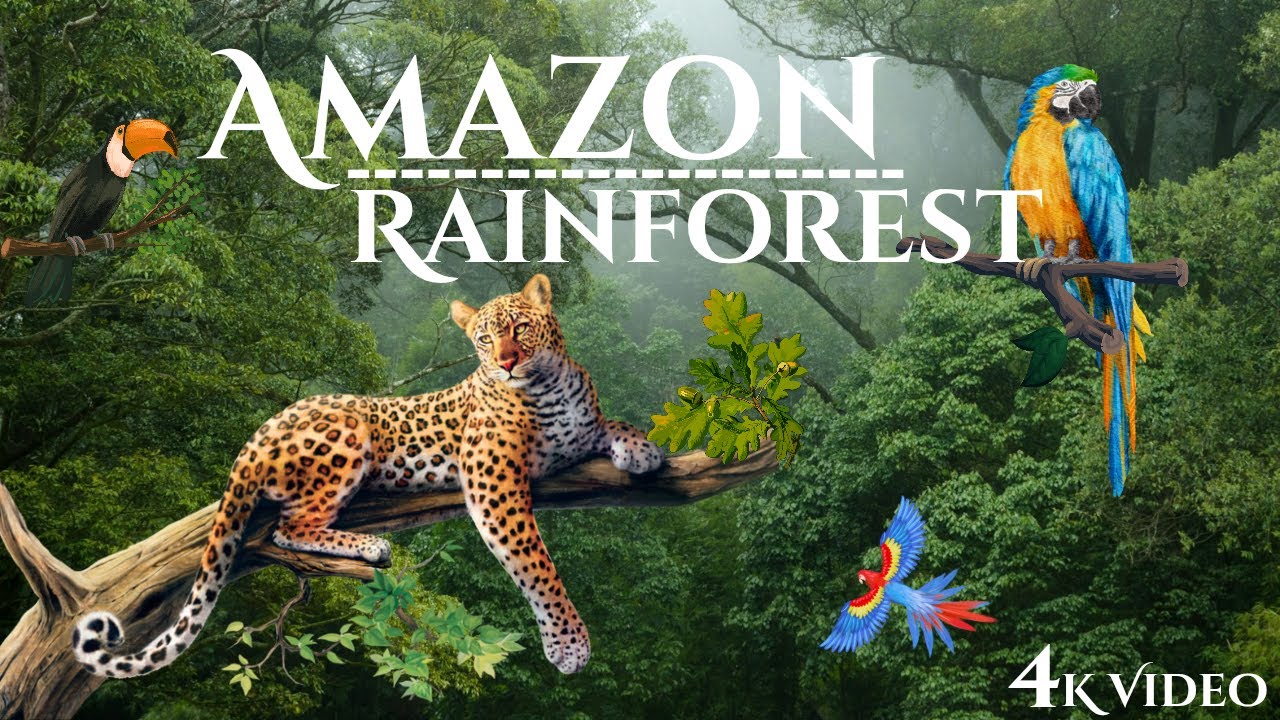 Amazon Rainforest | Animals of amazon 4K Video | Wildlife Documentry ...