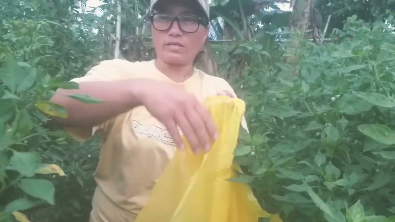 kulikot nasad akong destination guys siling kolikot - YouTube