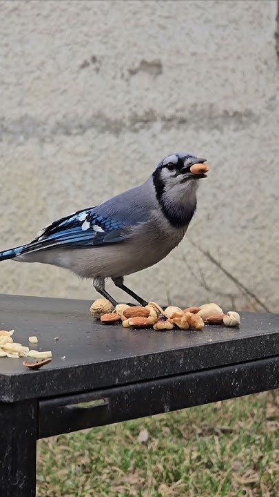 Blue jay of the day. #short #bluejay #birdwatching - YouTube