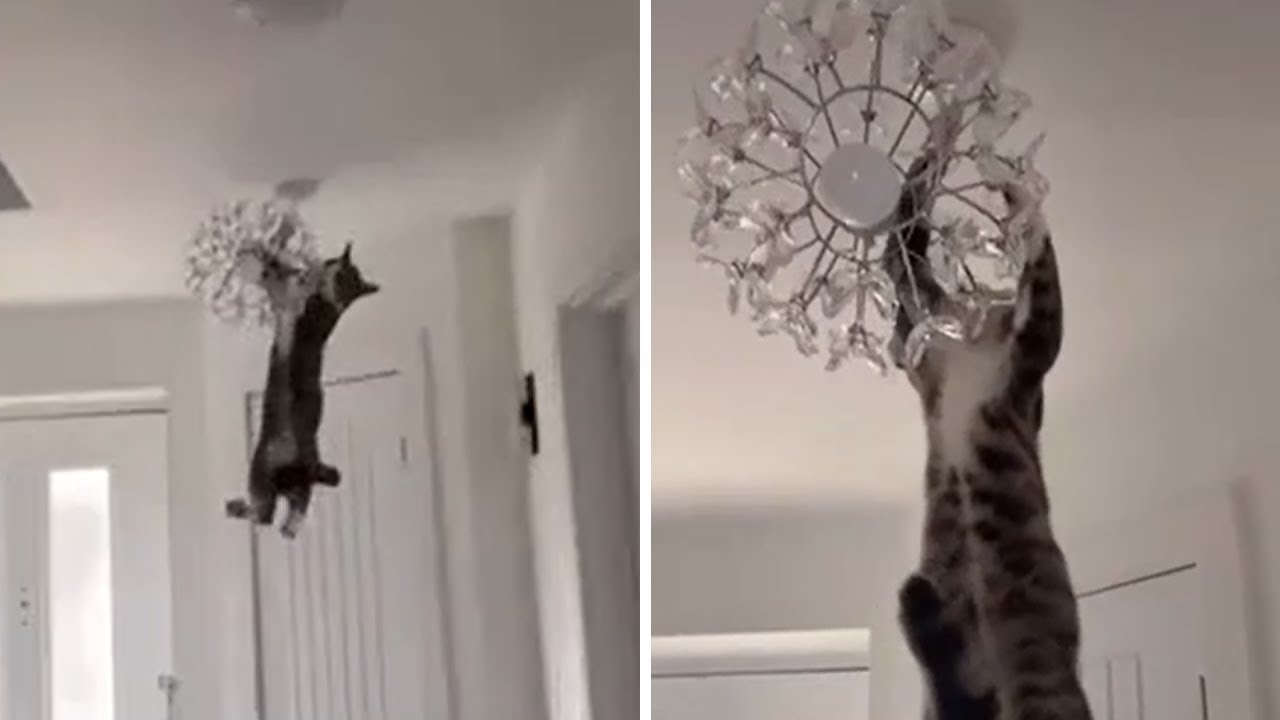 Cat Swinging From Ceiling Fan Gif | Shelly Lighting